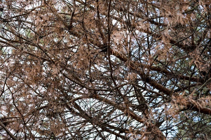 Scots Pine Forest and Branches with Their Needles after a Fire Stock ...