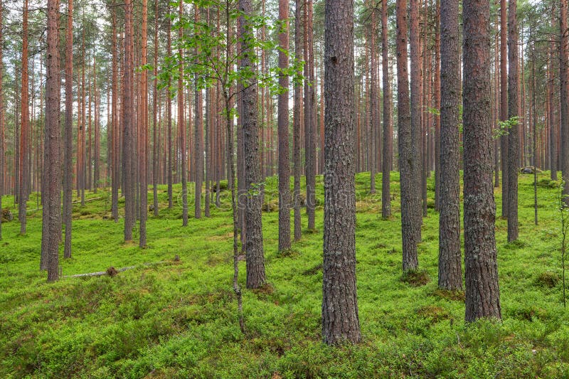 Boreal Forest View with Straight Scots Pine Tree (Pinus Sylvestris ...
