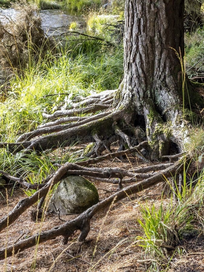 Scots Pine Roots in a Forest in Ireland Stock Image - Image of lake ...
