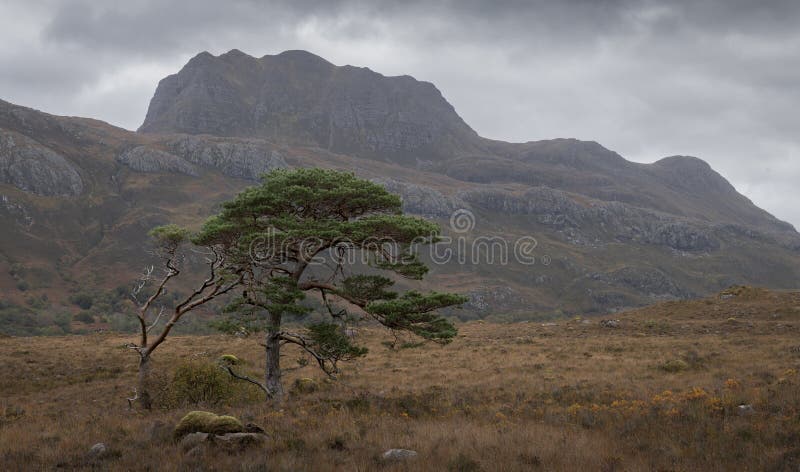 Scots Pine Scottish Highlands Stock Image - Image of wilderness, landscape: 272651905