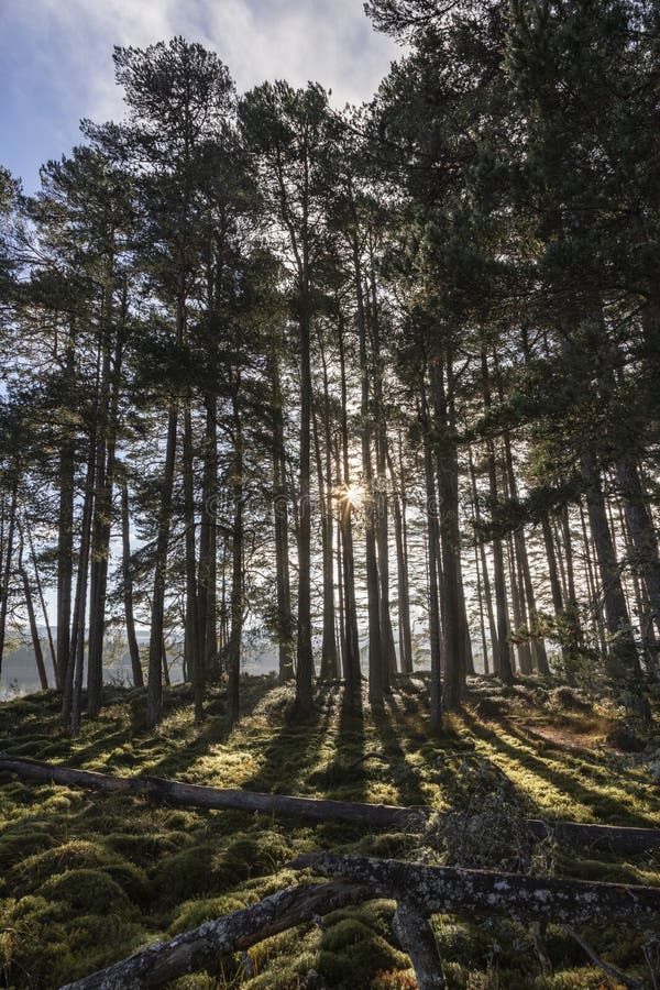 Scots Pine in Caledonian Forest at Abernethy in the Highlands of ...