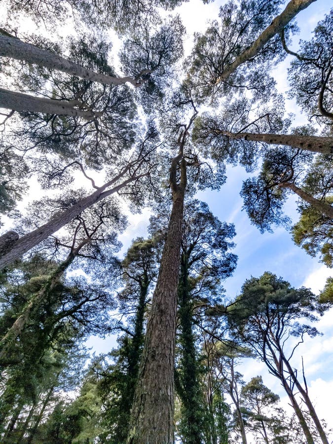 Scots Pine Trees in County Donegal - Ireland Stock Image - Image of ...