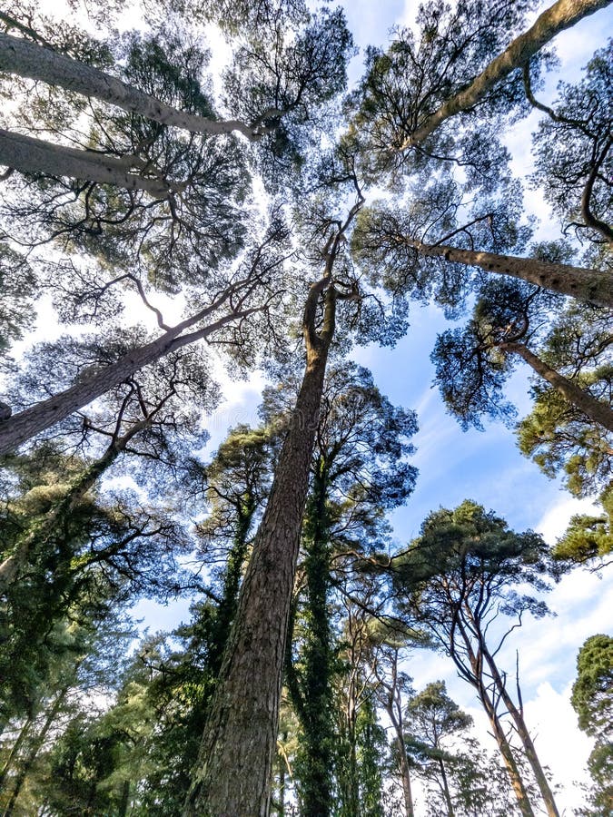 Scots Pine Trees in County Donegal - Ireland Stock Photo - Image of ...