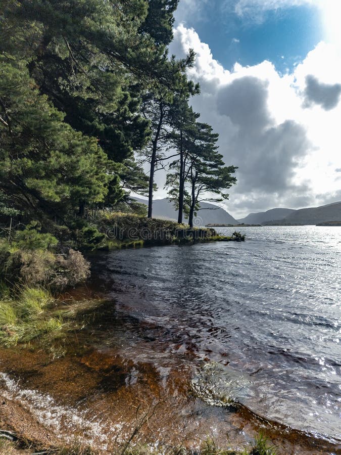 Scots Pine Trees in County Donegal - Ireland Stock Photo - Image of ...