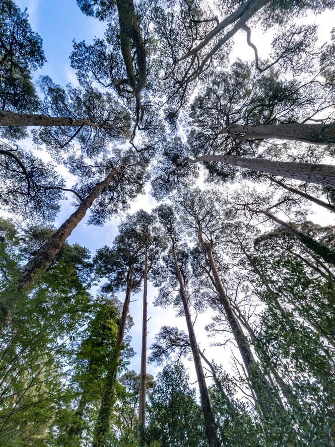 Scots Pine Trees in County Donegal - Ireland Stock Image - Image of ...