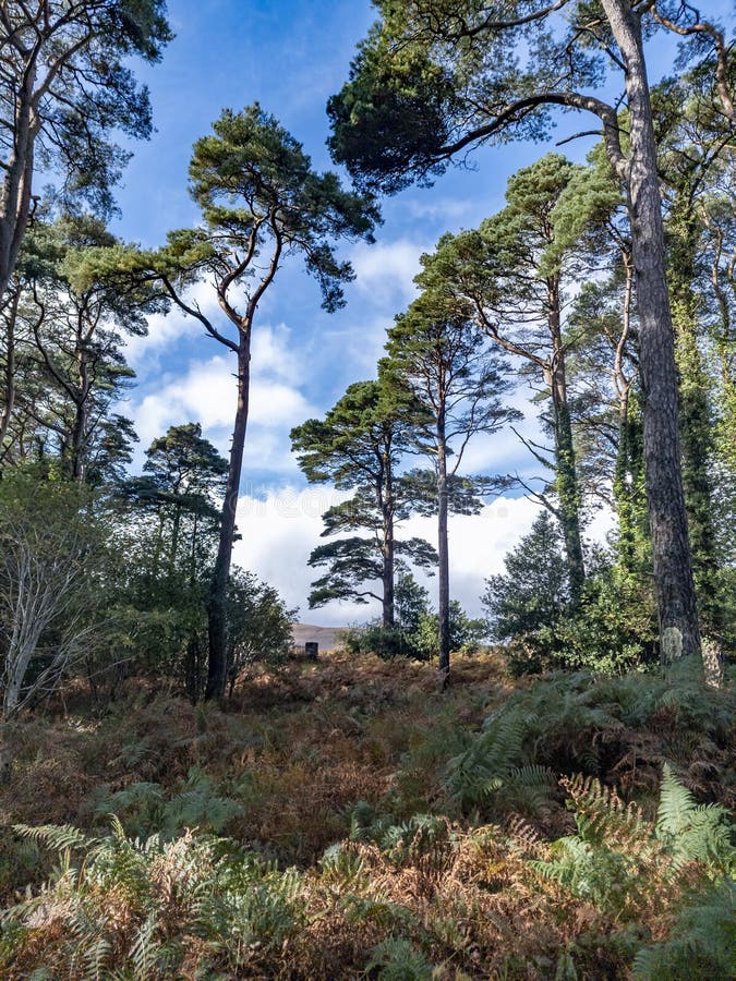 Scots Pine Trees in County Donegal - Ireland Stock Photo - Image of ...