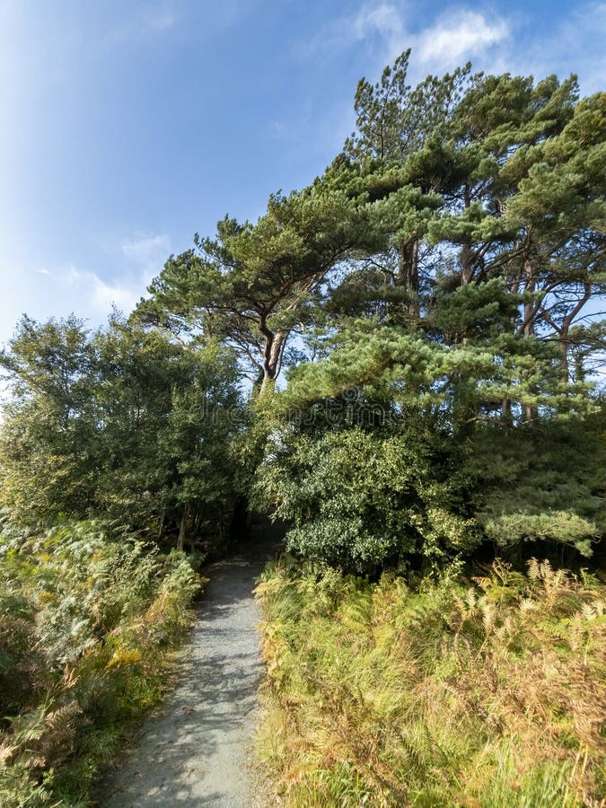 Scots Pine Trees in County Donegal - Ireland Stock Photo - Image of ...