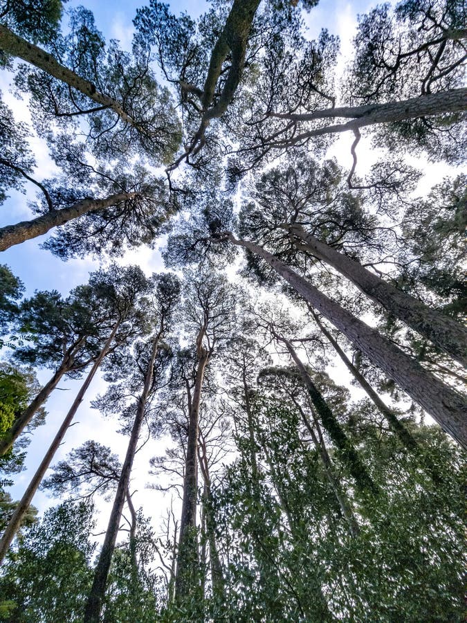 Scots Pine Trees in County Donegal - Ireland Stock Image - Image of ...