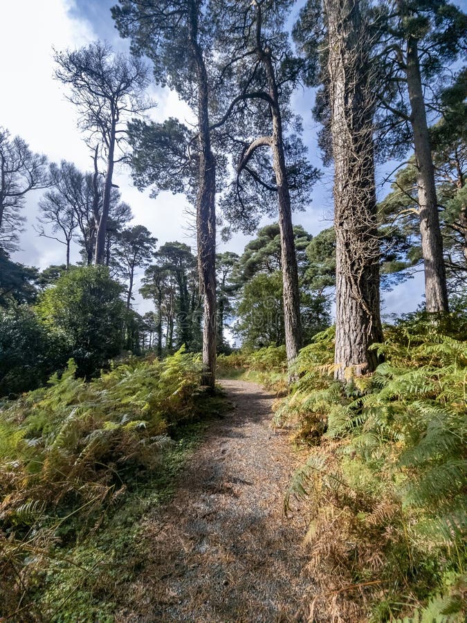 Scots Pine Trees in County Donegal - Ireland Stock Photo - Image of ...
