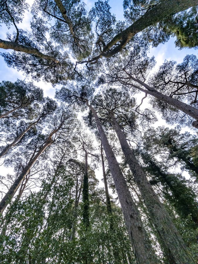 Scots Pine Trees in County Donegal - Ireland Stock Photo - Image of ...