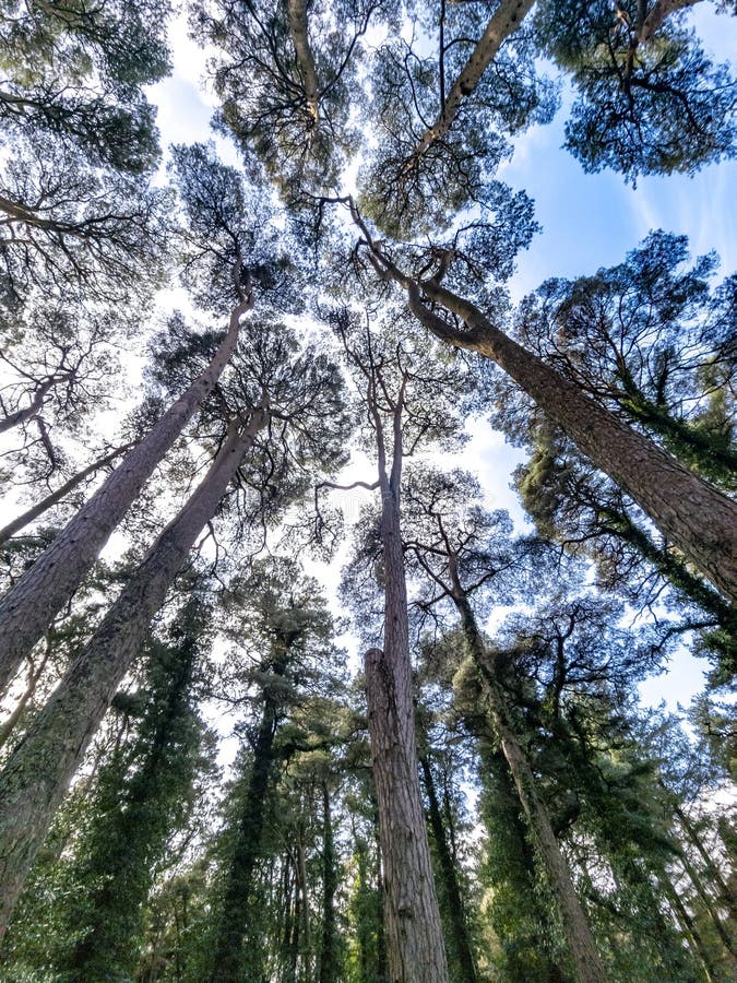 Scots Pine Trees in County Donegal - Ireland Stock Photo - Image of ...