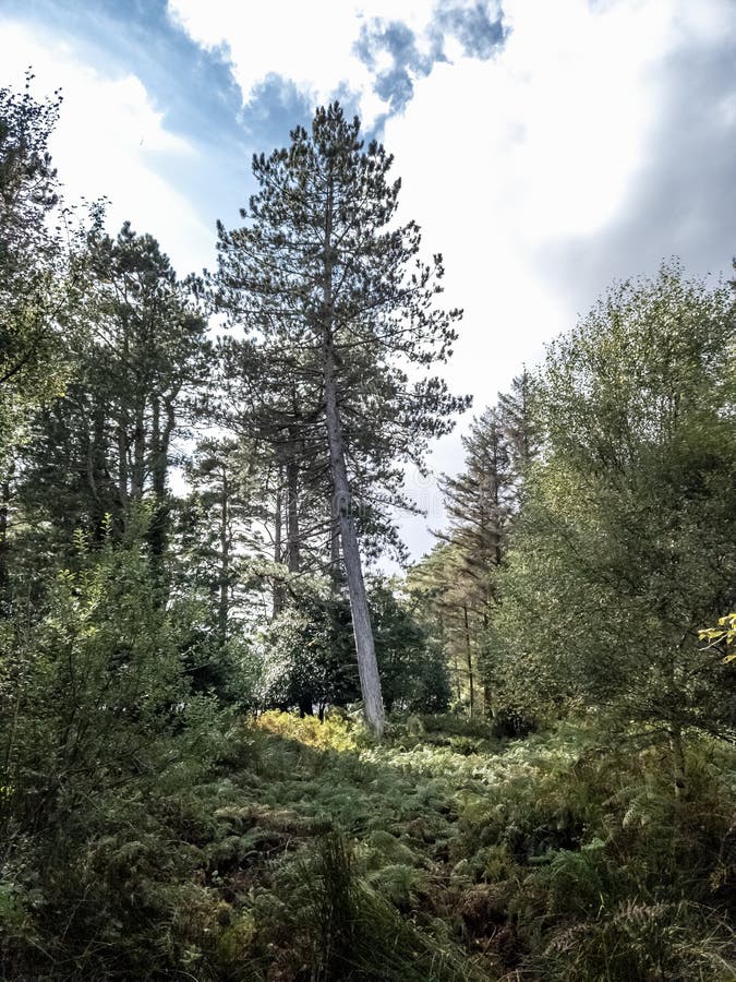Scots Pine Trees in County Donegal - Ireland Stock Image - Image of ...