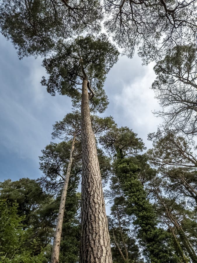 Scots Pine Trees in County Donegal - Ireland Stock Image - Image of ...