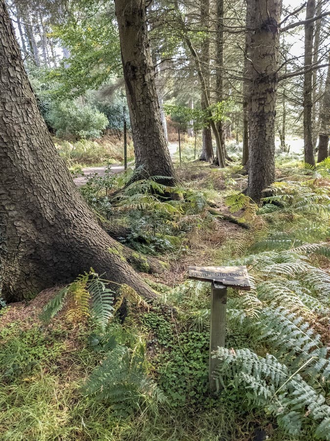 Scots Pine Trees in County Donegal - Ireland Stock Photo - Image of ...