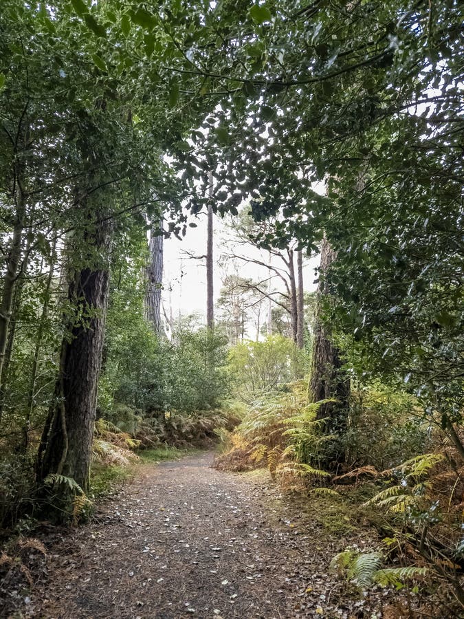 Scots Pine Trees in County Donegal - Ireland Stock Photo - Image of ...