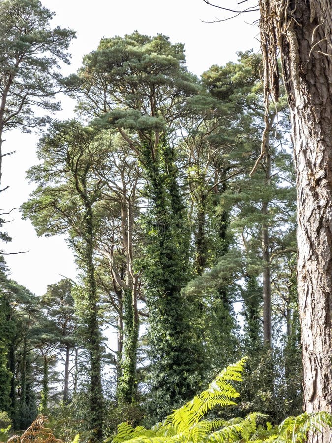 Scots Pine Trees in County Donegal - Ireland Stock Image - Image of ...