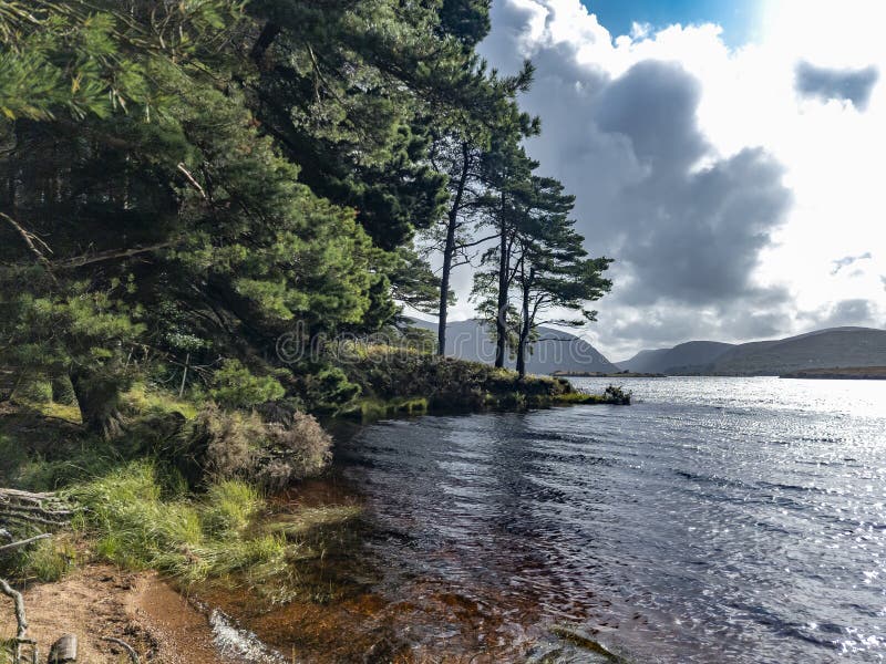 Scots Pine Trees at Lough Veagh in County Donegal - Ireland Stock Image ...