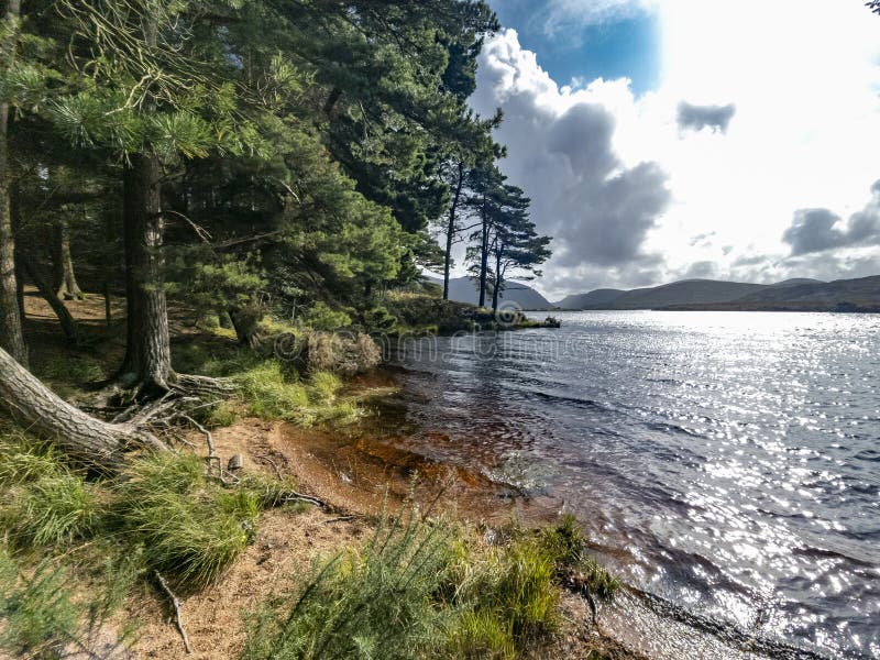 Scots Pine Trees at Lough Veagh in County Donegal - Ireland Stock Photo ...
