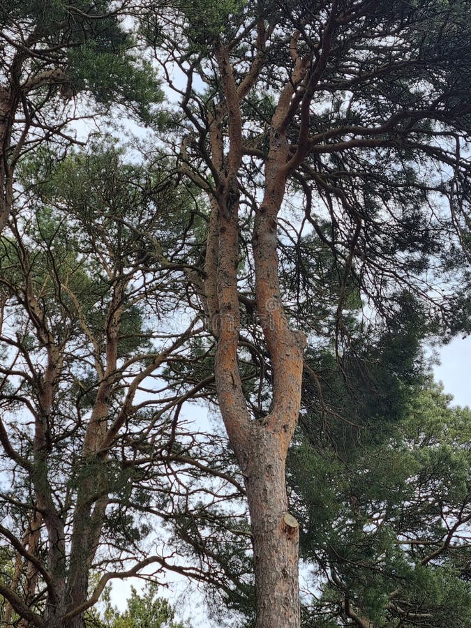 U Shaped Scots Pine in Culbin Forest, Scotland Stock Image - Image of ...