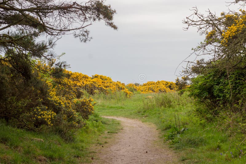 Scotstown Moor Path stock image. Image of whin, aberdeen - 150849223