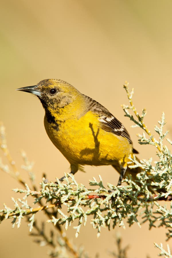 Scott s Oriole stock photo. Image of scott, attentive - 19278372