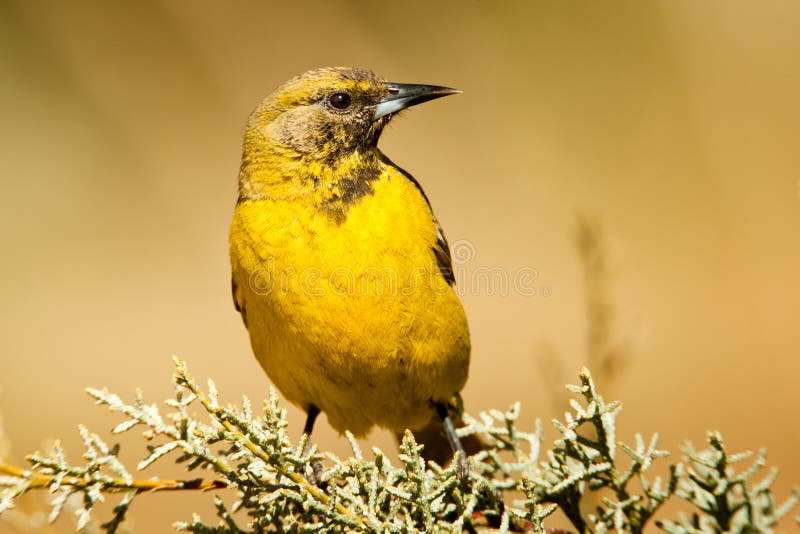Scott s Oriole stock photo. Image of scott, attentive - 19278372