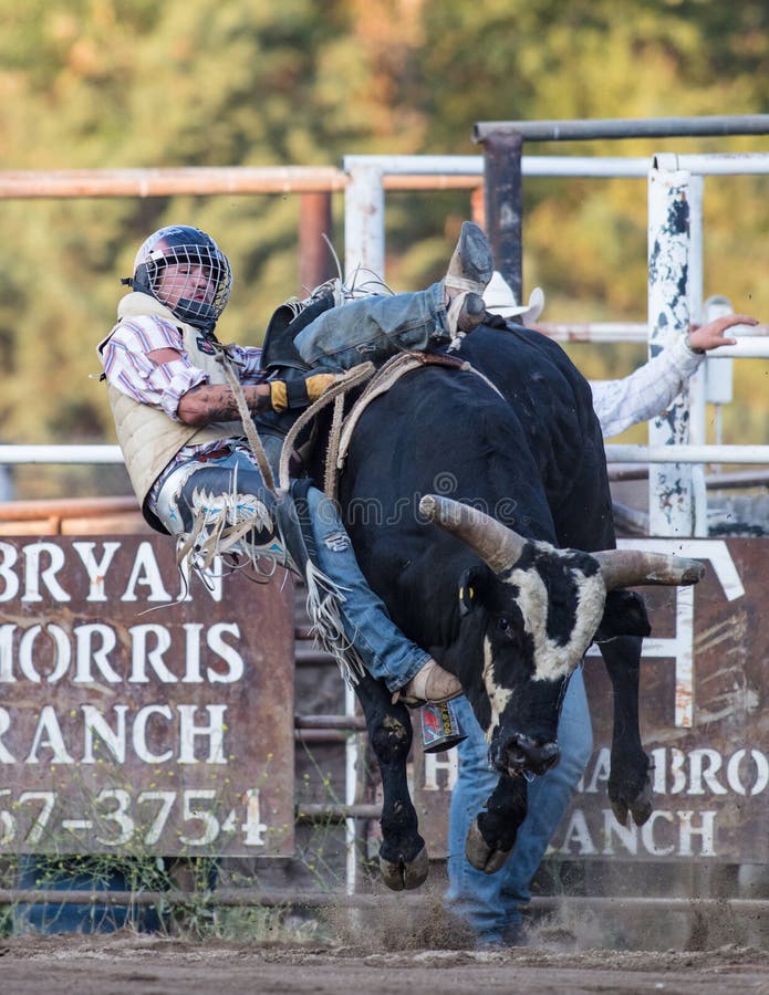 Scott Valley Rodeo Bull Rider Redaktionelles Stockfotografie - Bild von ...