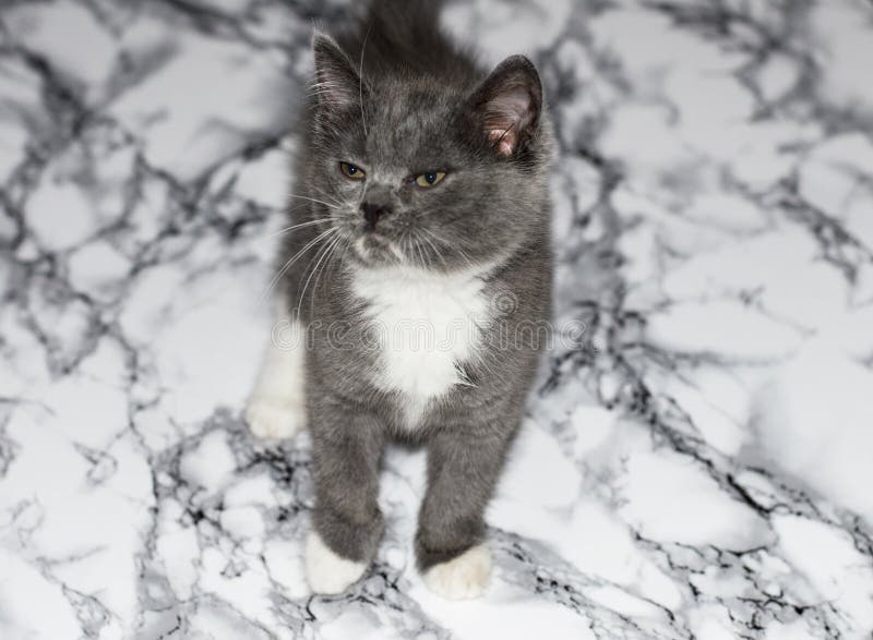 Scottish Bicolor Kitten on Marble Table Stock Image - Image of kitchen ...