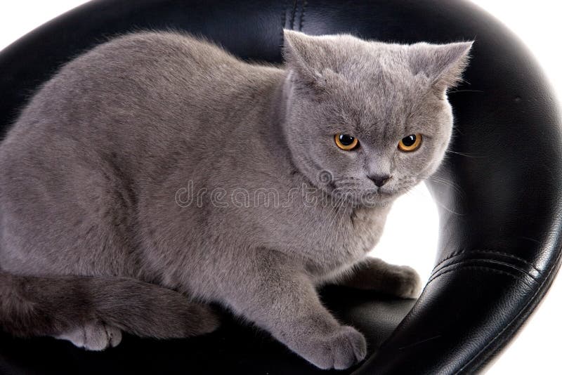 Scottish cat stock photo. Image of breed, isolated, emotion - 12187082