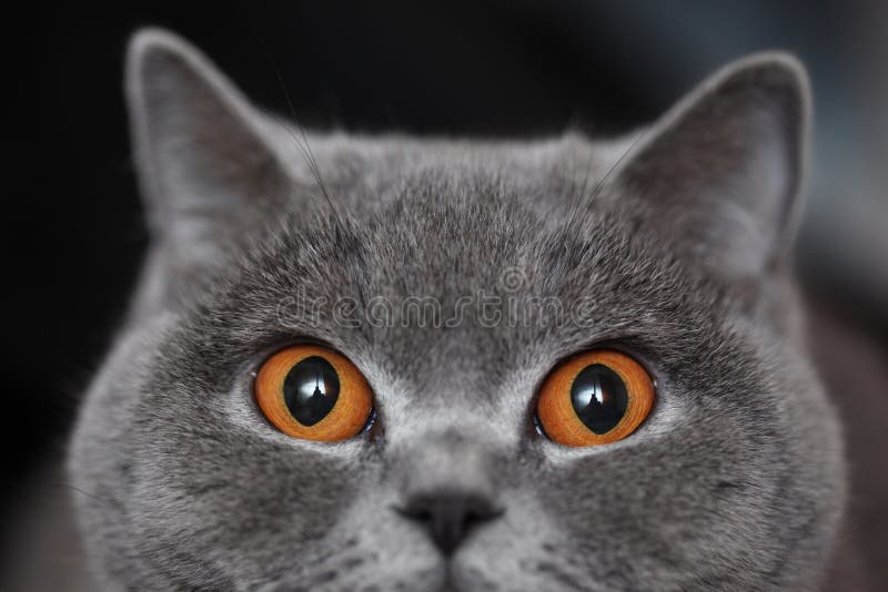 Scottish cat stock image. Image of look, portrait, looking - 18715663