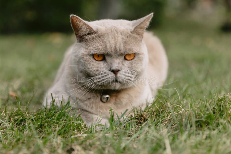 Scottish Cat in Backyard Garden. Gray Cat Outdoor Look at Camera Stock ...