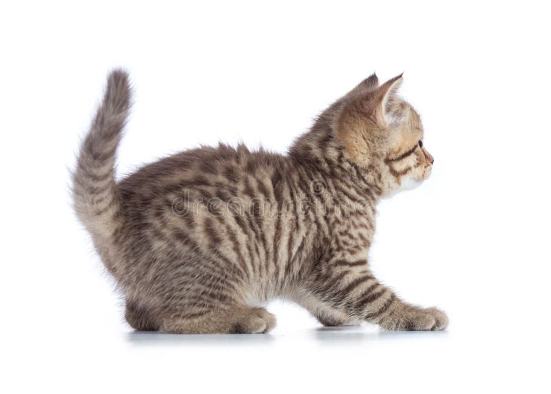 Scottish Cat Kitten Profile Side View Isolated on White Stock Image ...
