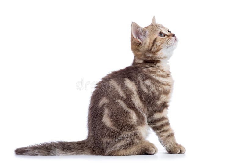Scottish Cat Kitten Profile Side View on White Stock Photo - Image of ...