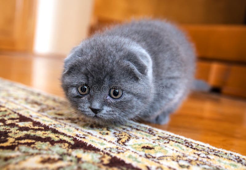 Scottish cat stock photo. Image of nature, domestic, wildlife - 47134528