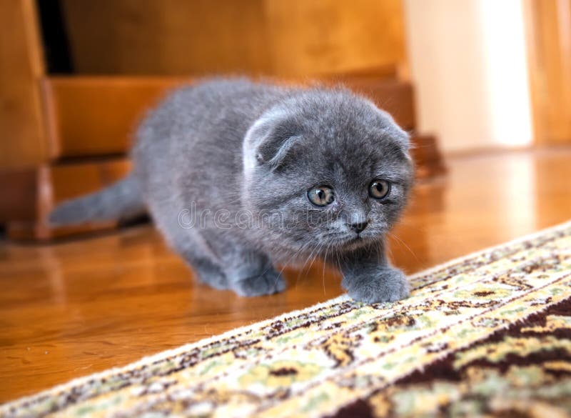 Scottish cat stock photo. Image of themes, domestic, kitten - 53763934