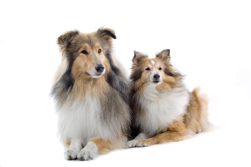 Paint stock image. Image of creative, streak, pallet, wood - 4155923