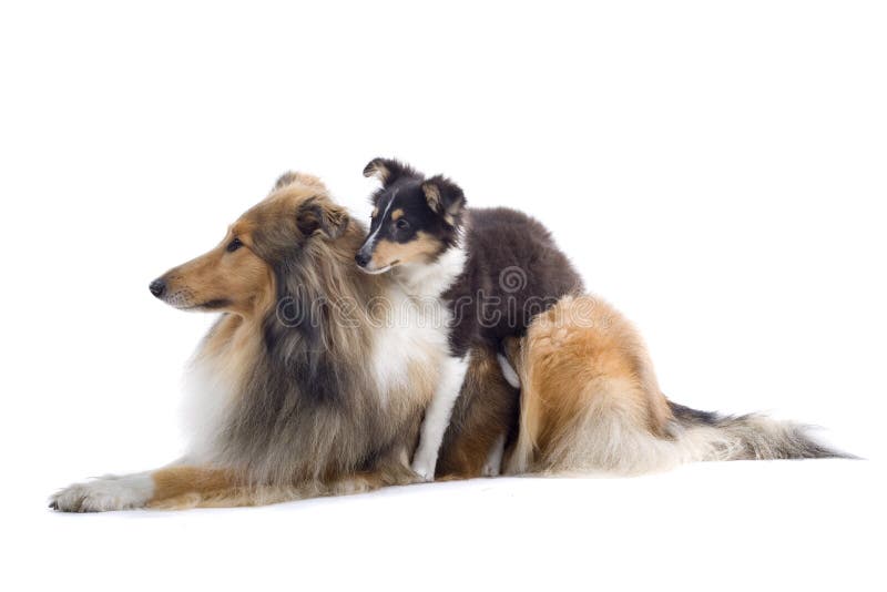 Dancing Dog stock image. Image of canine, happy, jumping - 197035