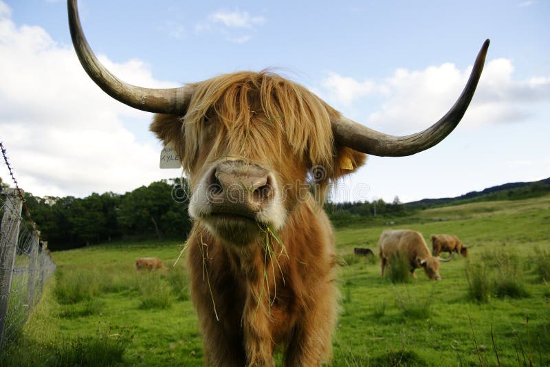 Scottish Cow with Big Horns Stock Image - Image of furry, farm: 169951995