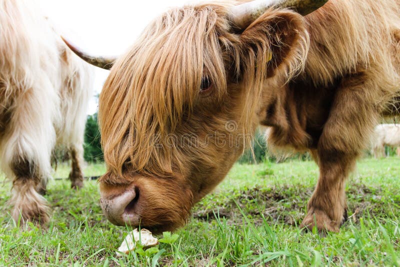 Scottish cow eating bread stock photo. Image of netherlands - 25767764