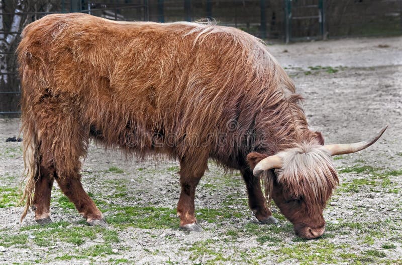 Scottish cow 1 stock image. Image of agricultural, bovine - 69614829