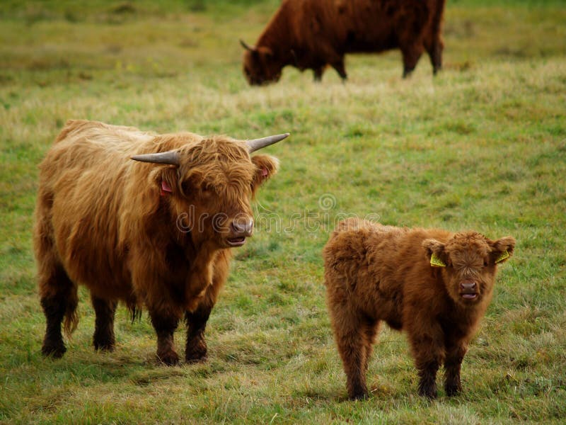 Scottish cows stock image. Image of animal, grass, long - 8217683