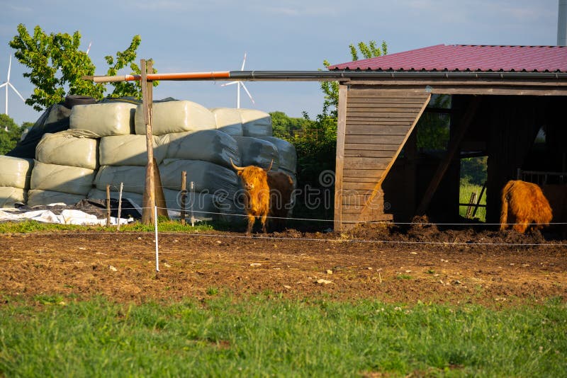 Scottish Cows Highland Breed.Red Cows in a Paddock Near the Barn in the ...