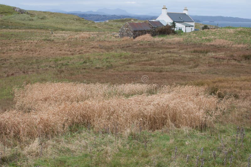 Scottish croft stock photo. Image of rain, farming, marsh - 42032390