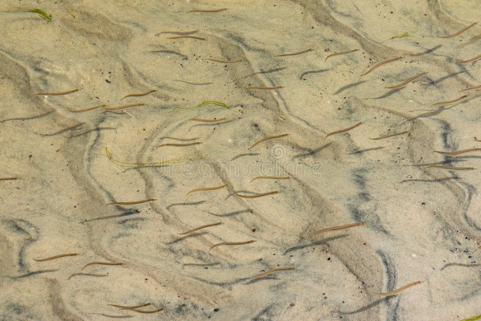 Scottish Eels Swimming in Shallow Water Stock Image - Image of ...
