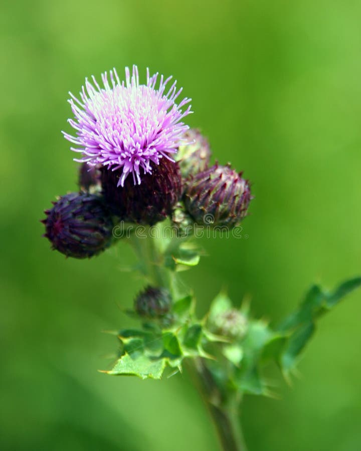 Scottish emblem stock photo. Image of symbol, identity - 971596