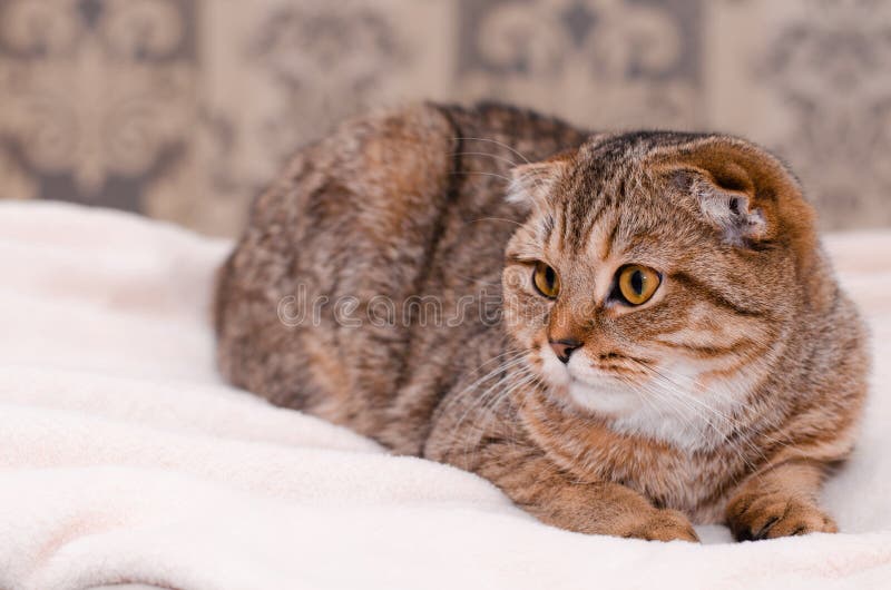Scottish-Faltenkatzengetigerte Katze Stockbild - Bild von tatze ...