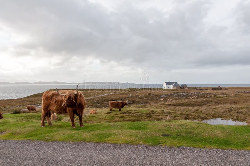 Scottish farm stock image. Image of scottish, milk, steak - 29661969