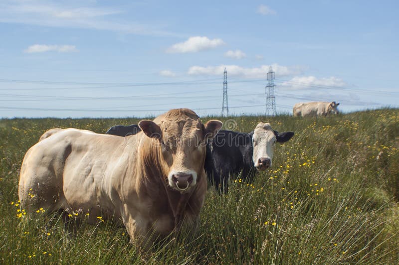 Scottish Farm stock photo. Image of landscape, pylons - 37234708