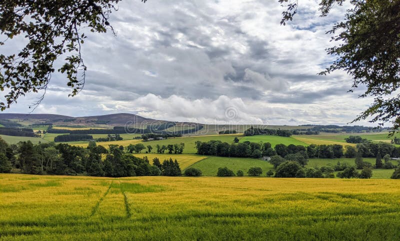 Scottish Fields In Summer Background Stock Image - Image of grass ...