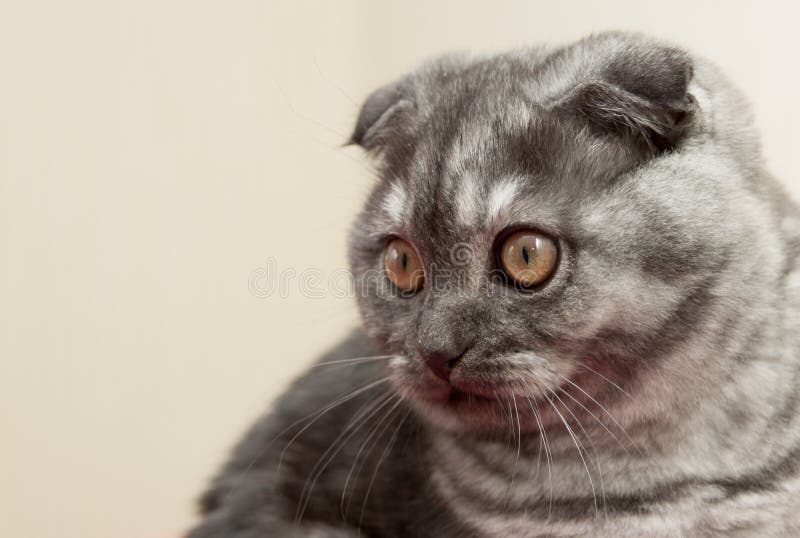 Scottish Fold Blue-gray Color . Stock Image - Image of fold, background ...